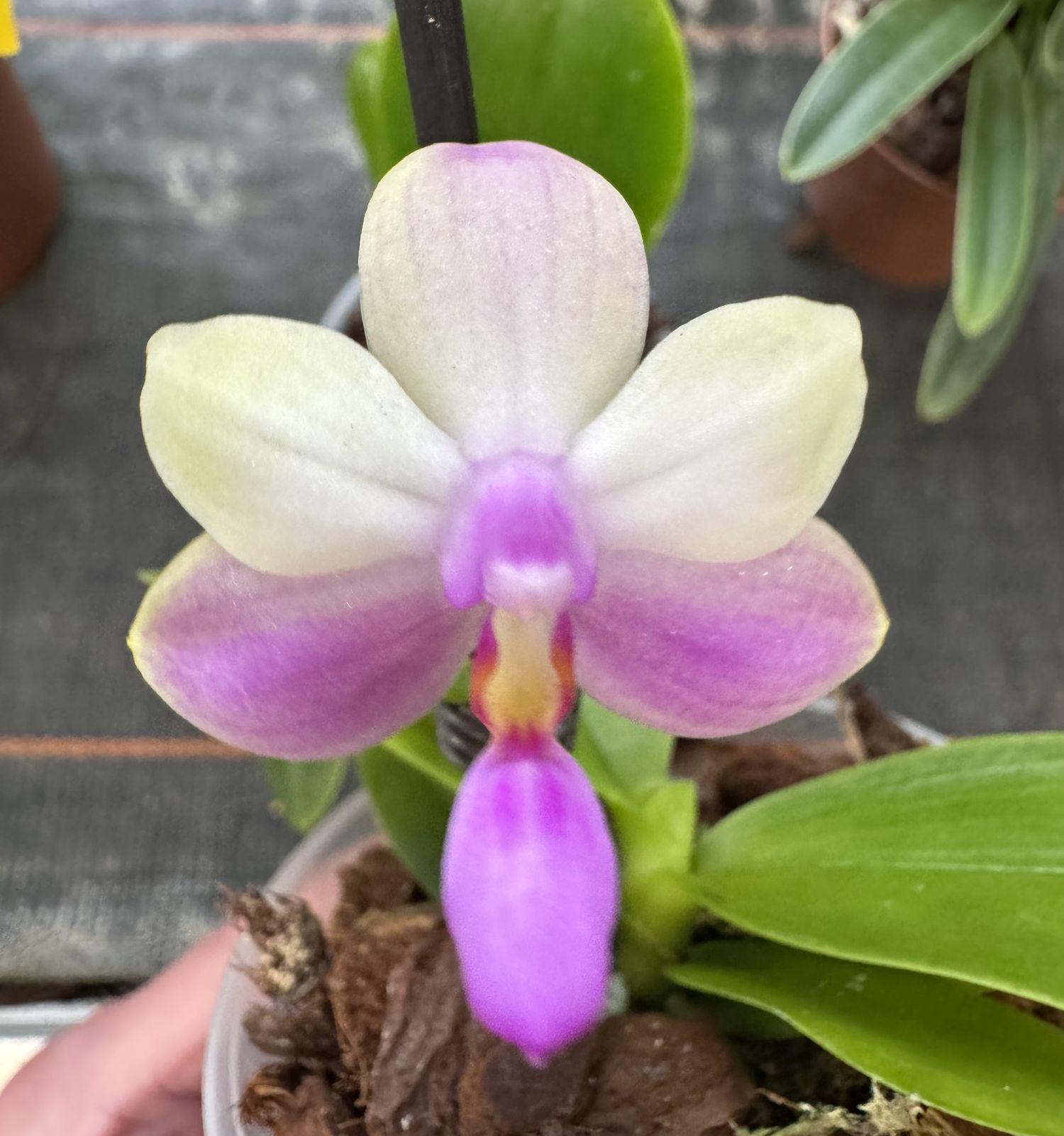 Phalaenopsis