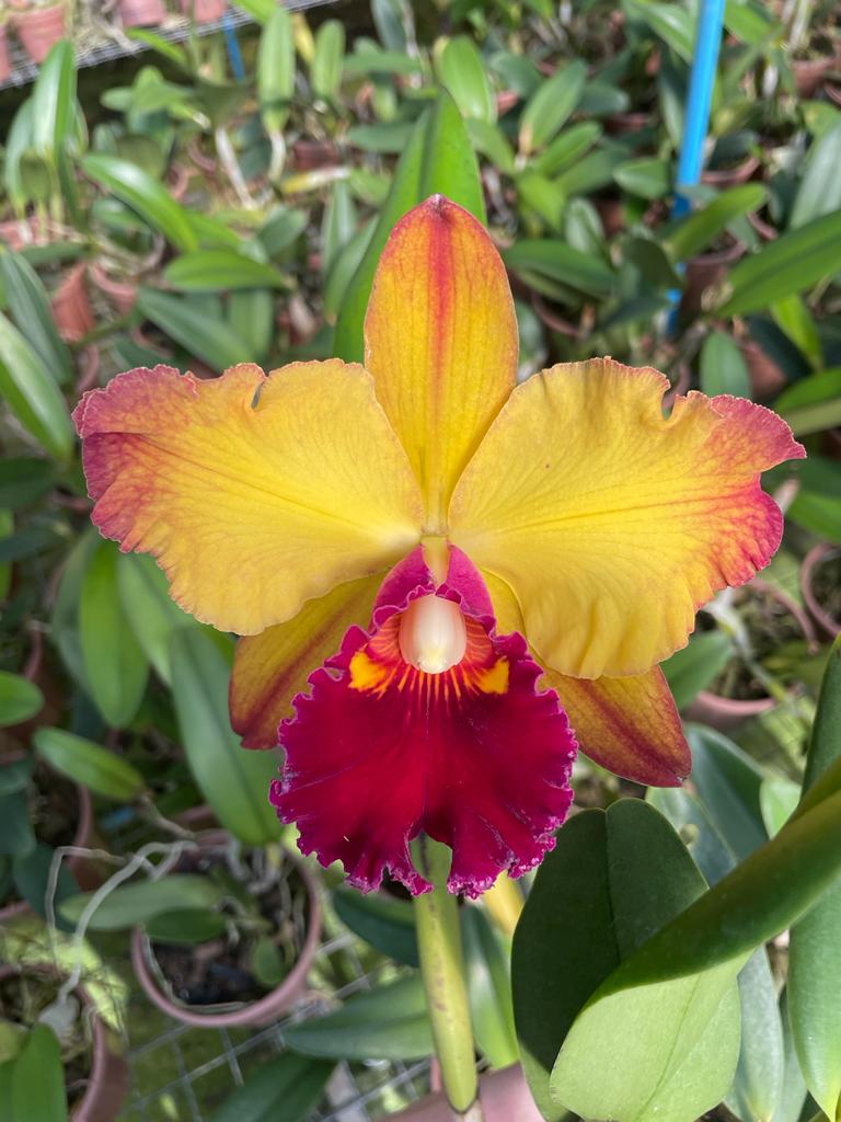 Potinara Toshie Aoki "Robin"