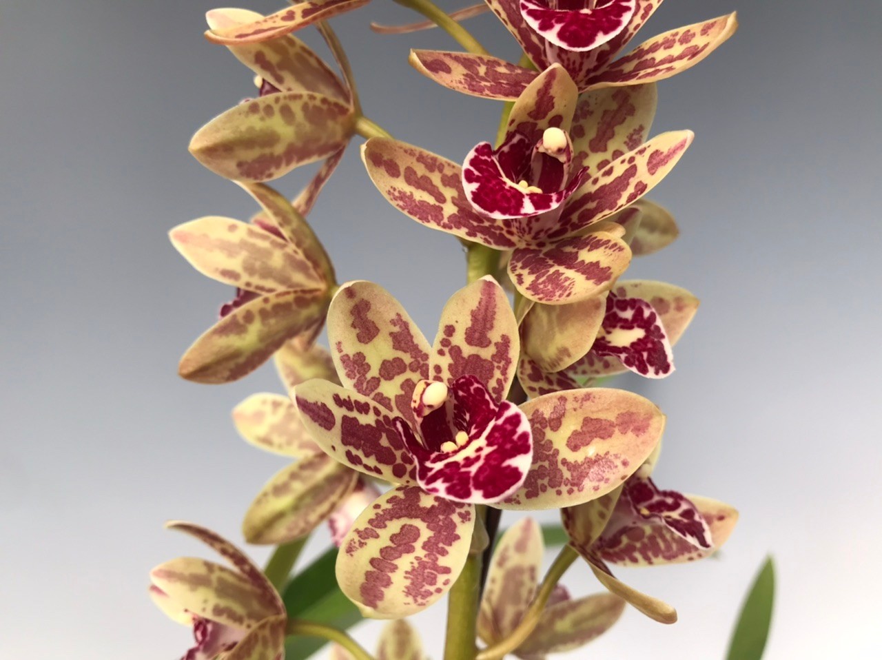 Cymbidium Spark Sprite "Sylvia"